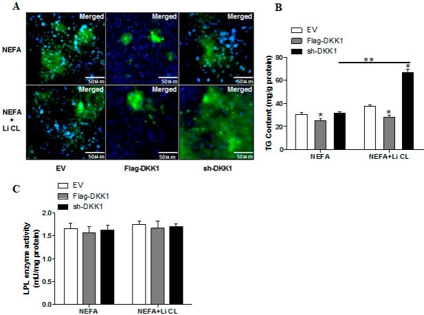 Wnt/β-catenin Pathway Functional Analysis Service - Protheragen